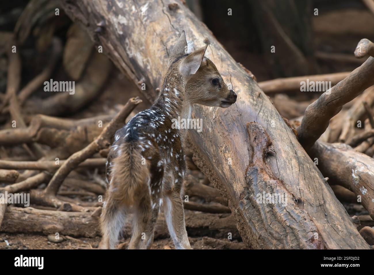 Close-up rear view of a newborn Javan Spotted Deer fawn standing by ...