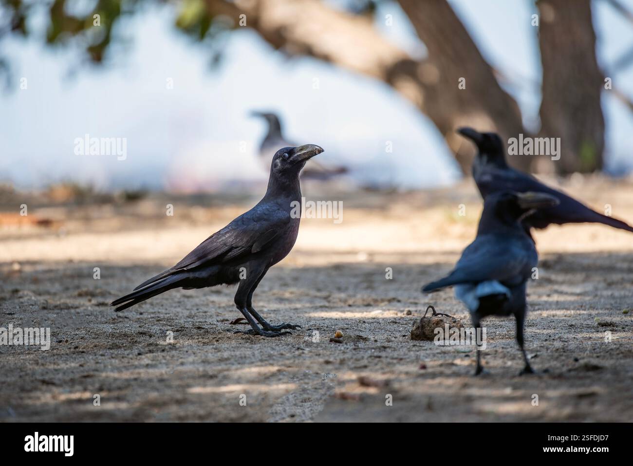 Close-up of four large-billed crows (Corvus macrorhynchos) on a beach ...