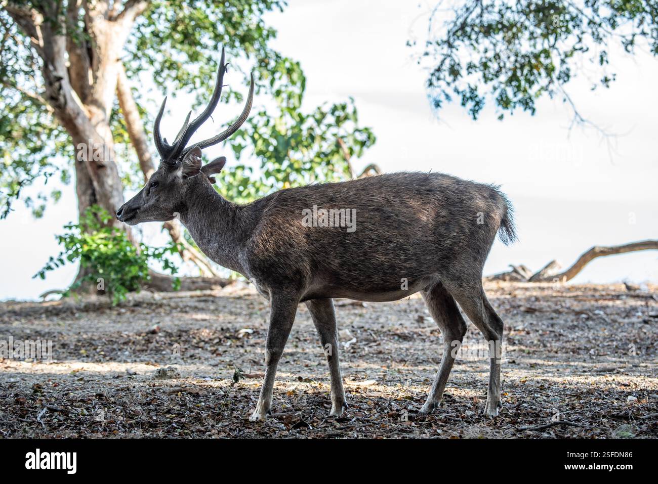 Javan rusa (Rusa timorensis) standing in a forest, Komodo National Park ...