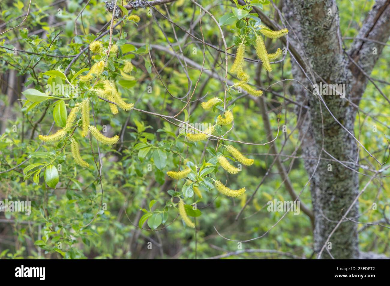 Salix pentandra, the bay willow, yellow male catkins and trunk at the ...