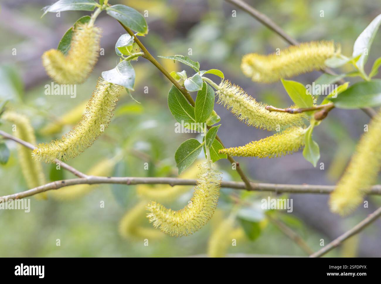 Salix pentandra, the bay willow, yellow male catkins at the beginning ...