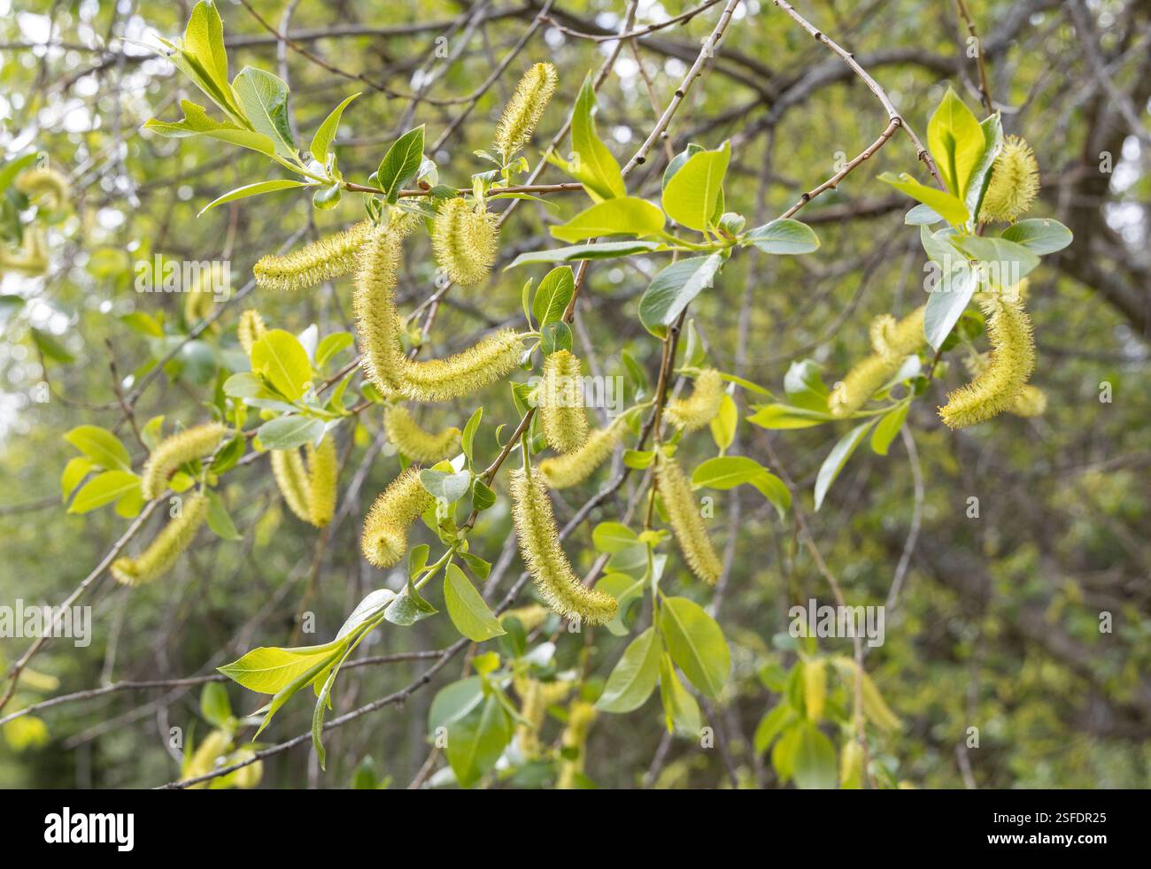 Salix pentandra, the bay willow, yellow male catkins at the beginning ...