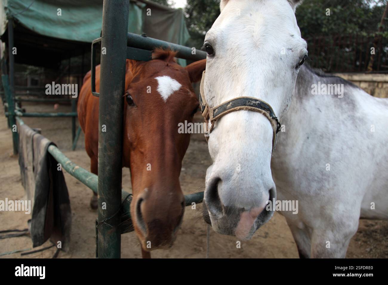 Close-up of two horses standing in a paddock, New Delhi, India Stock ...