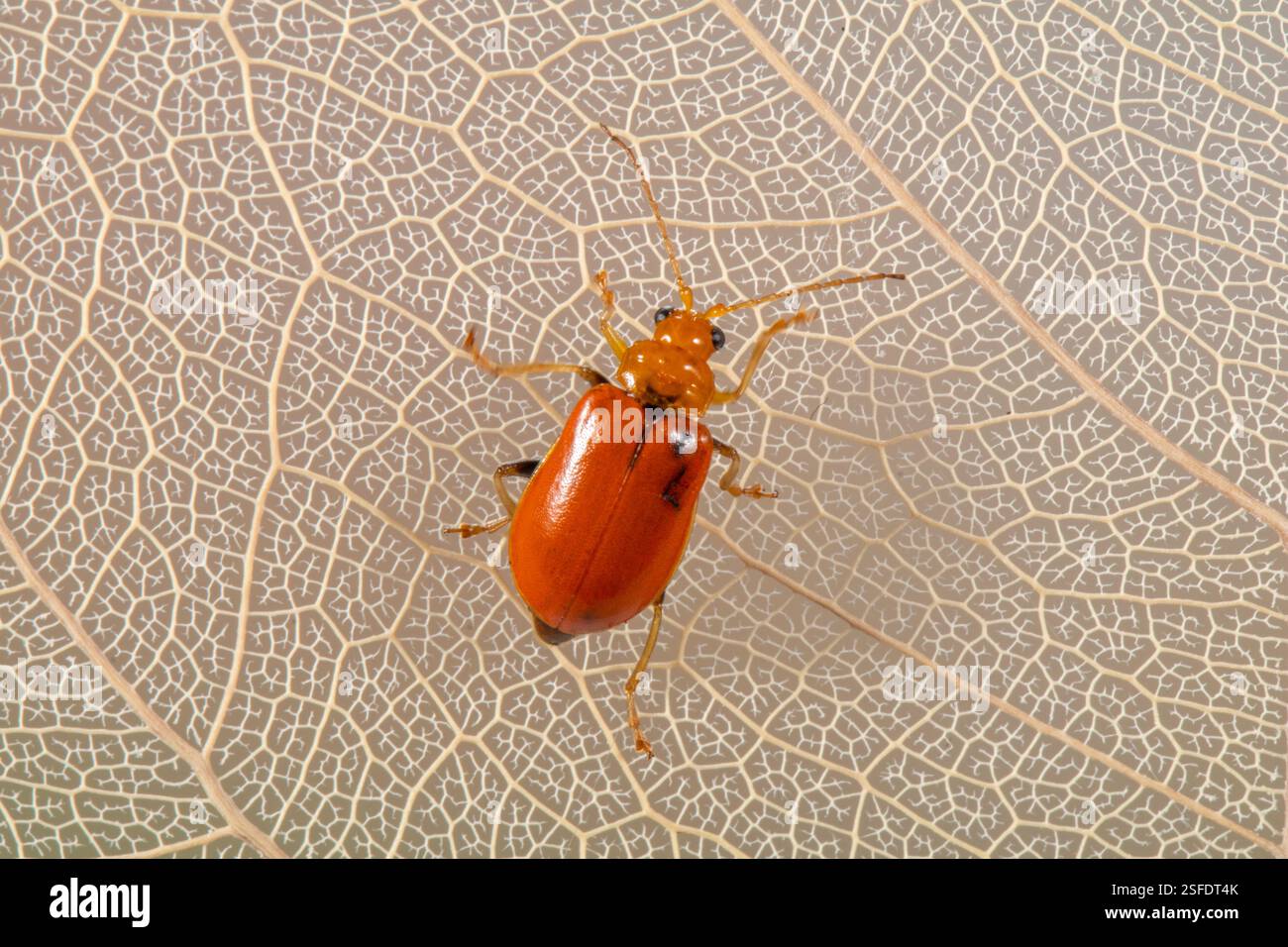 Overhead view of a ladybug (Coccinellidae) on a leaf, Indonesia Stock ...