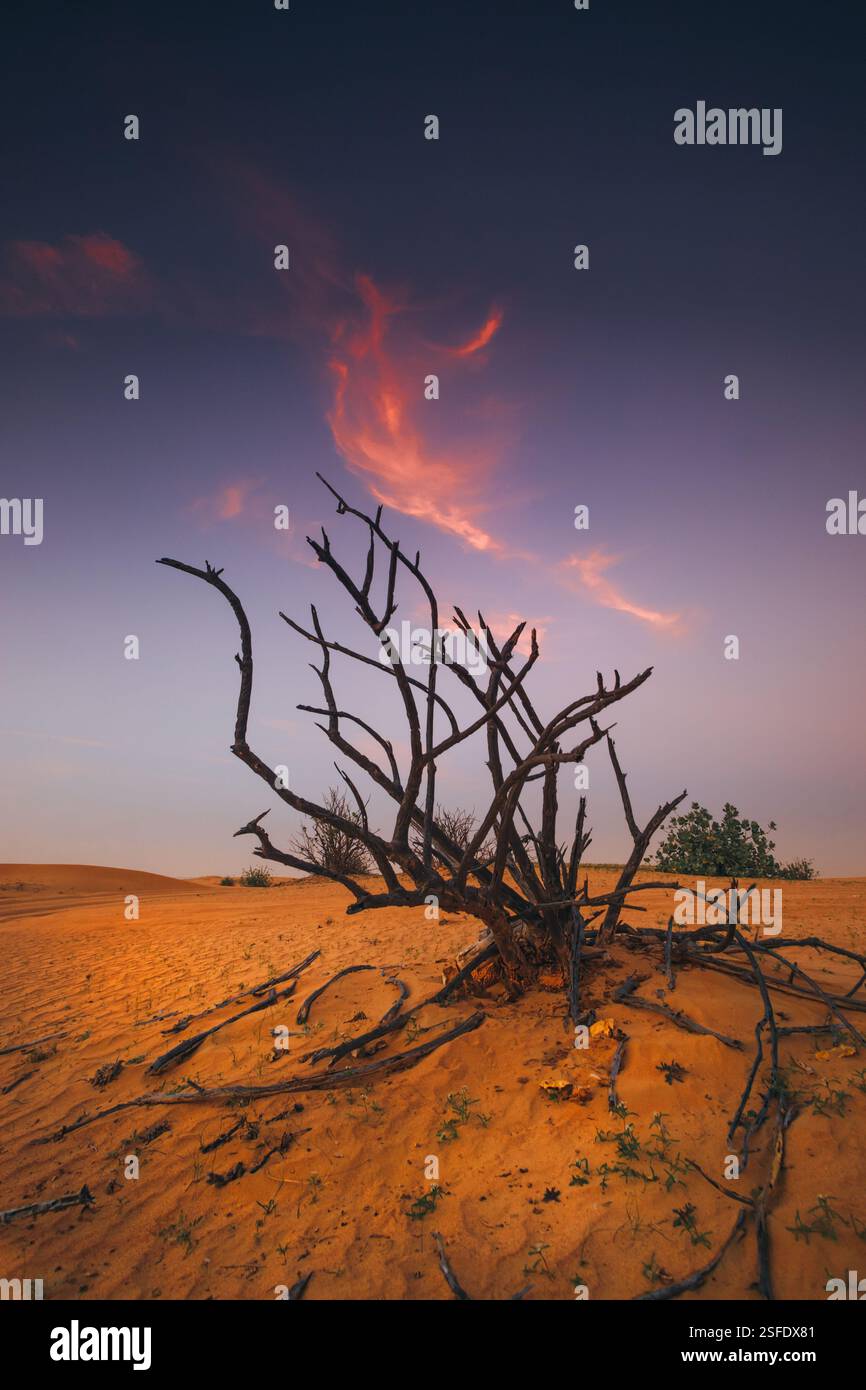 Shrub growing on a sand dune in the desert at sunset, United Arab ...