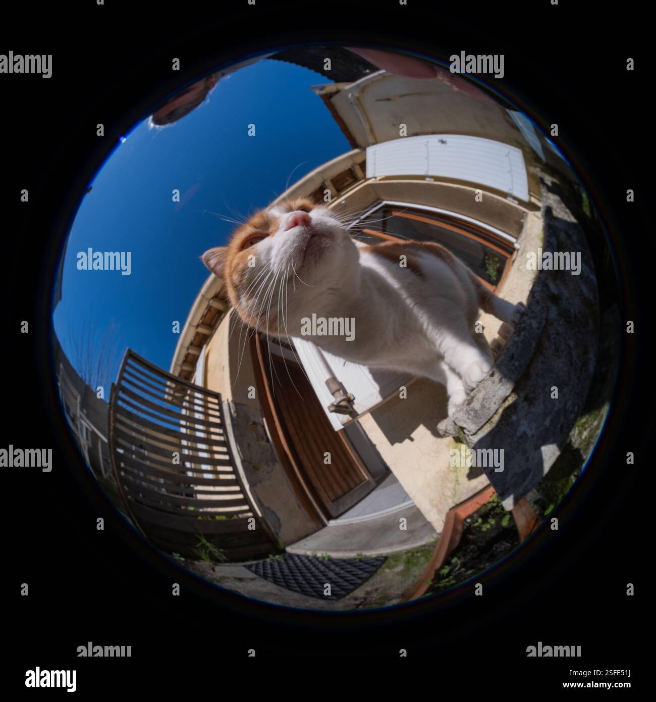 circular fisheye view of a ginger and white cat head before a window ...