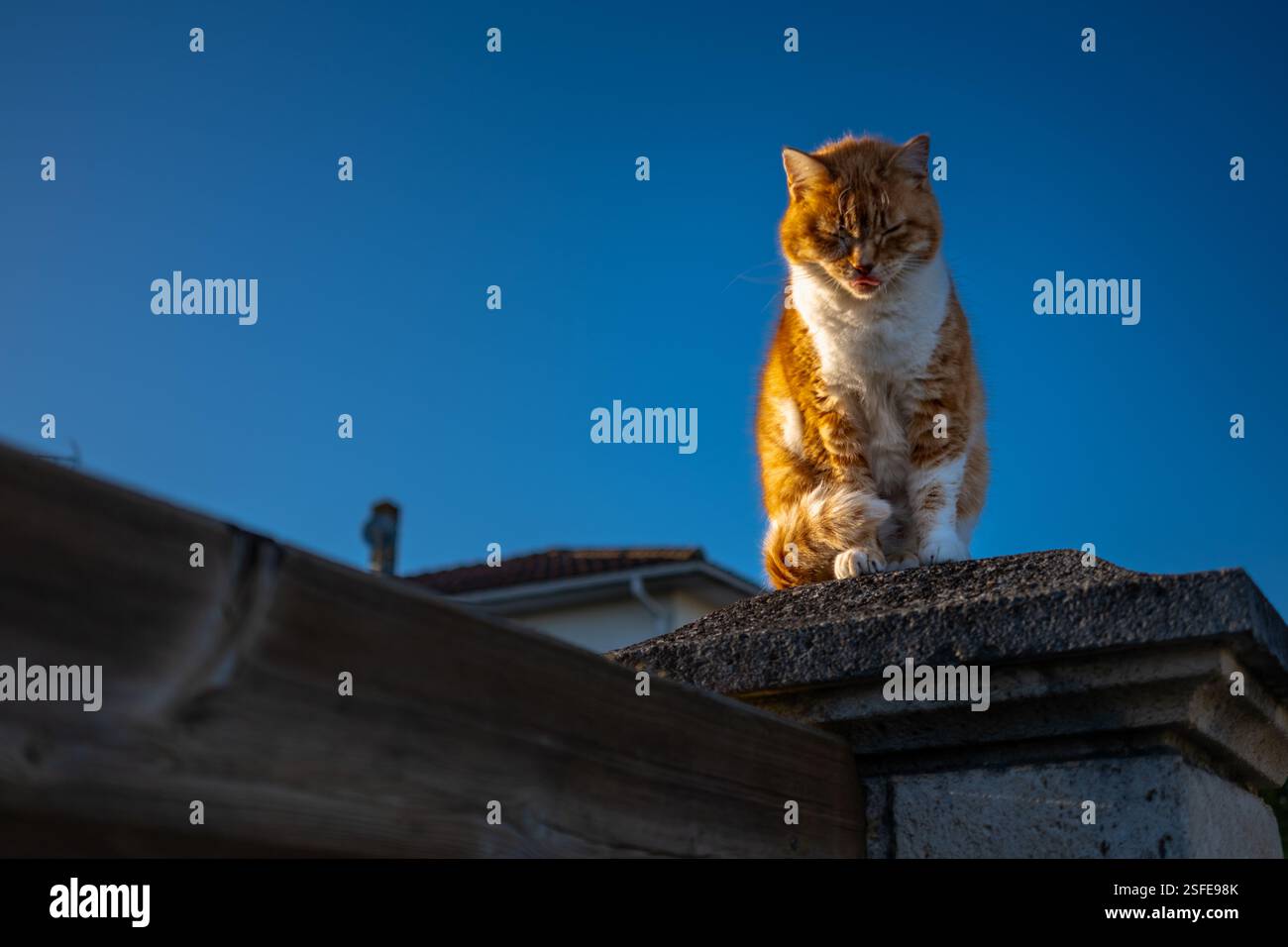 horizontal view of a white and red street cat sitting on a pillar with ...