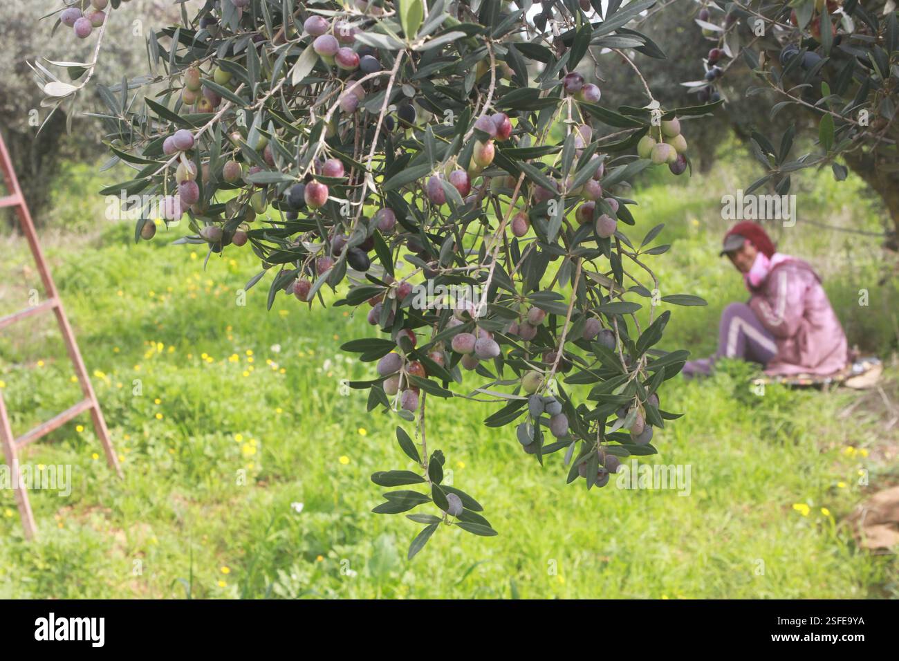 January 1, 1904, Manouba, Tunisia: Rural women represent a significant ...