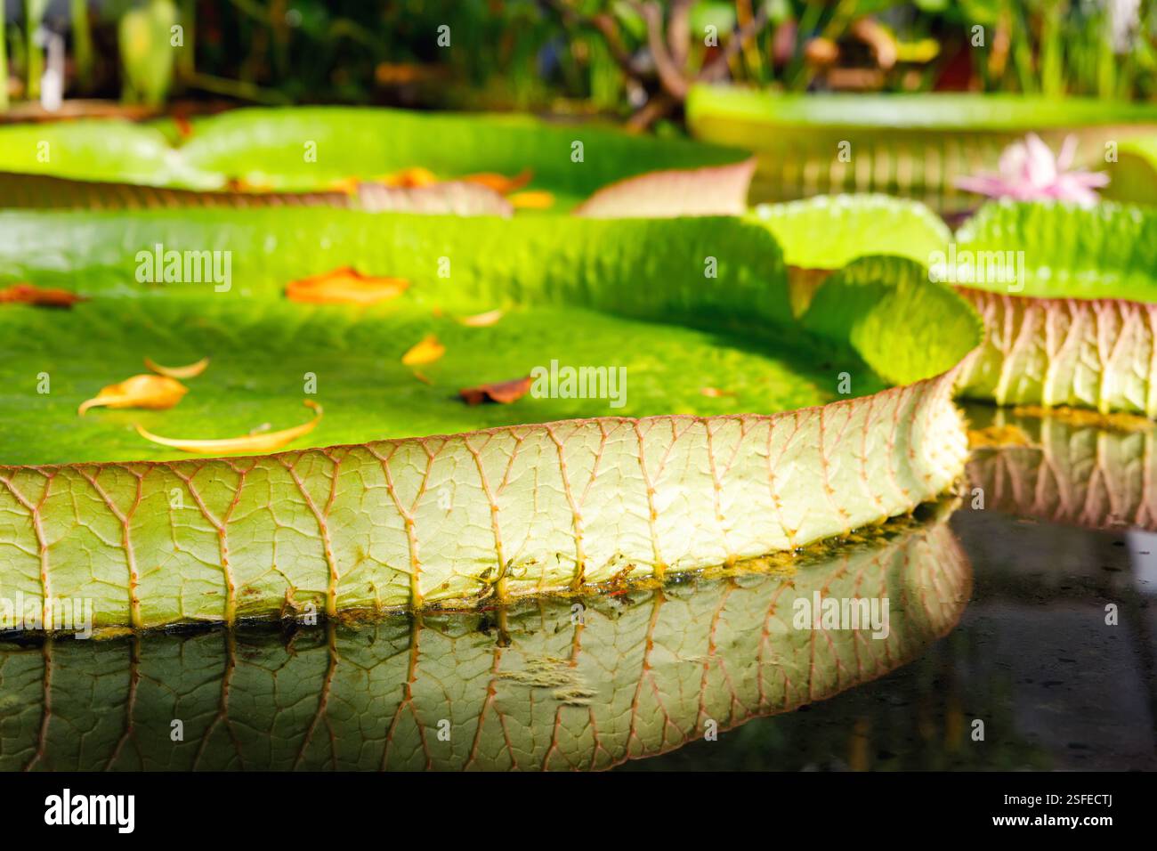 Close-up Victora Regia Amazonica giant water lily pads glow green ...