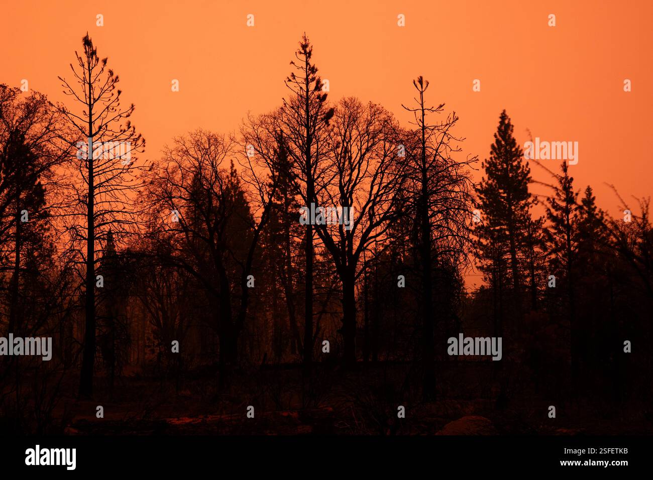 Orange skies from smoke during the 2021 Dixie Fire seen through trees ...