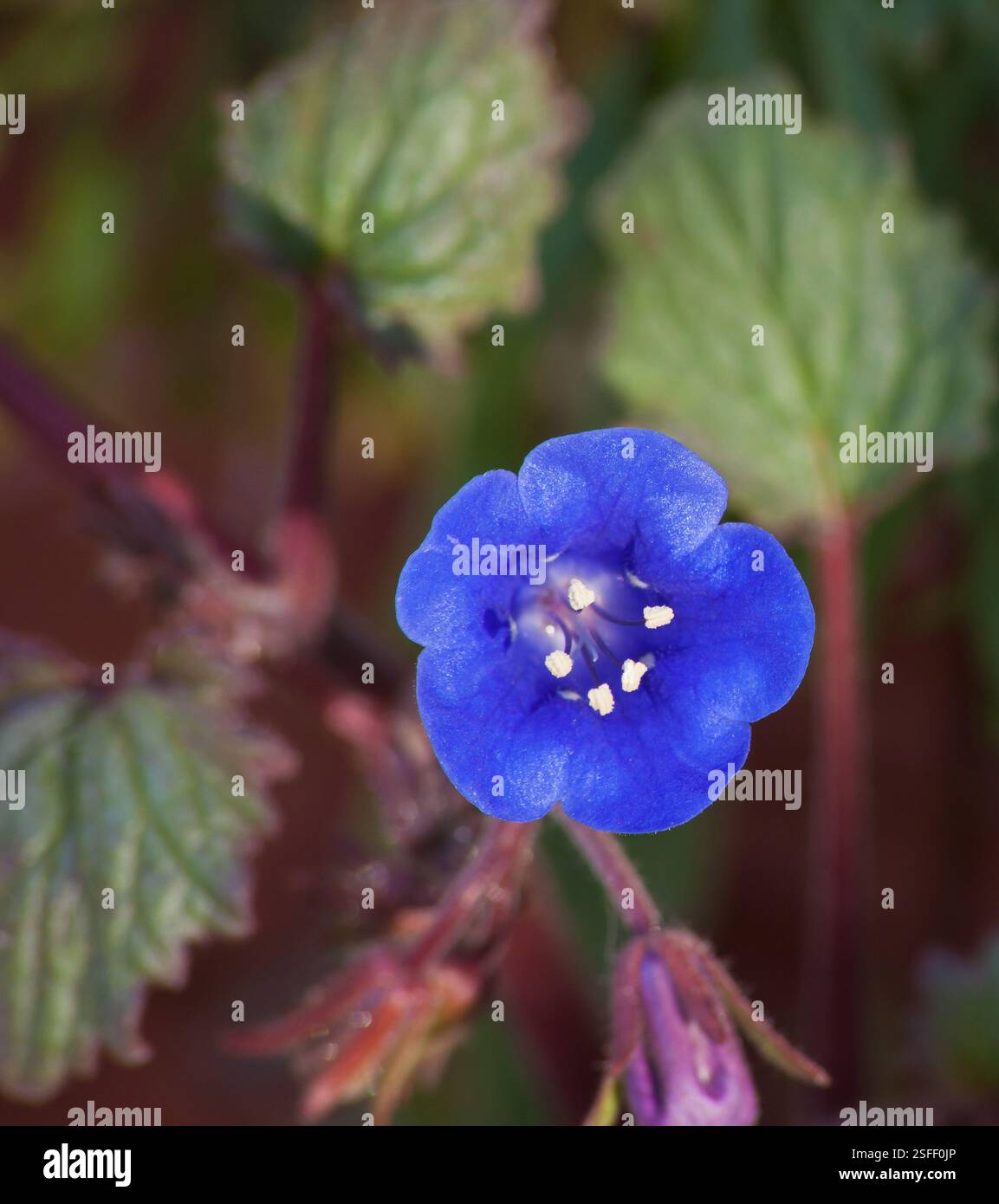 Desert bluebell Phacelia campanularia flower 6508 Stock Photo - Alamy