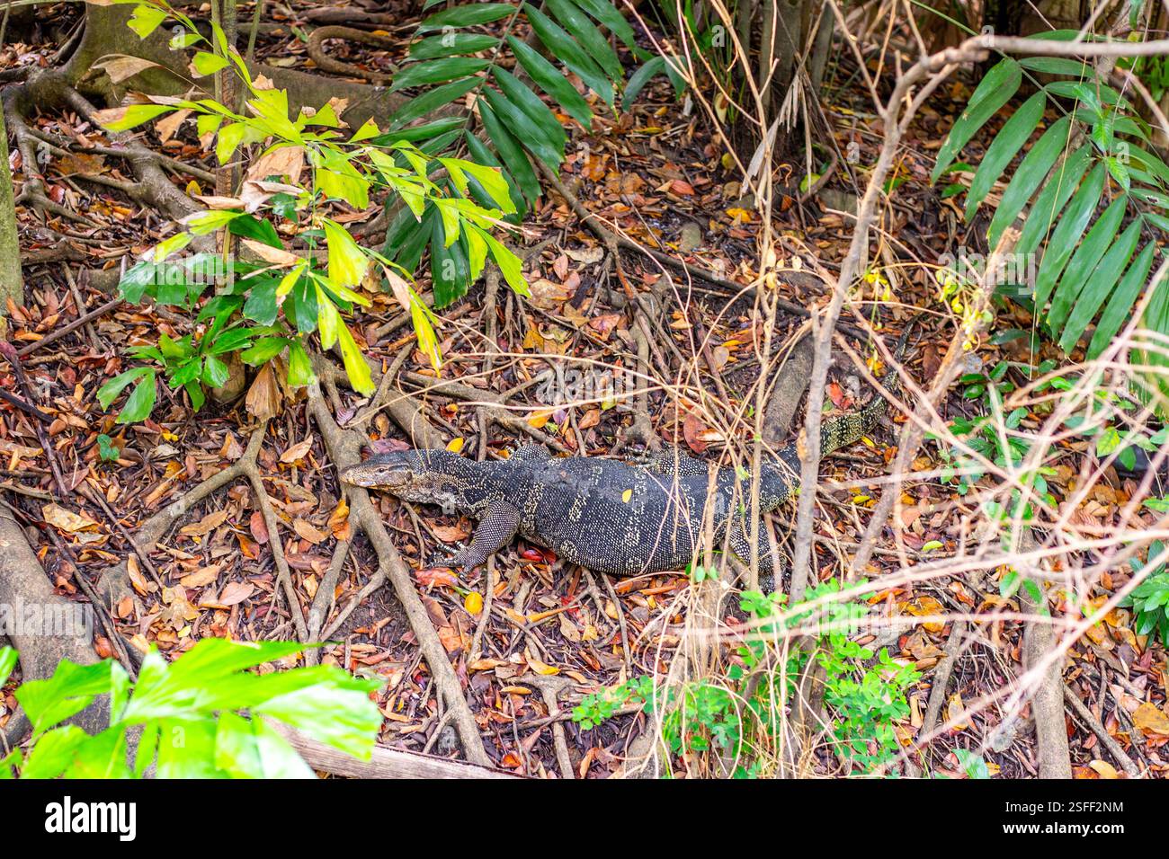 Monitor lizard in the thickets of tropical trees. Animal world of Asia ...