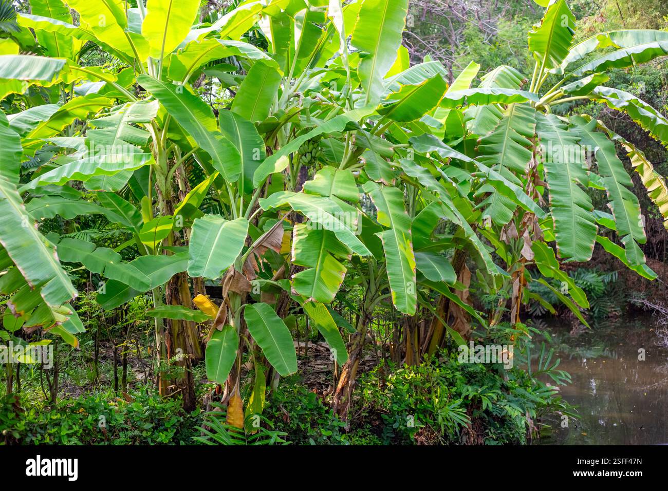 Banana trees in the jungle on the shore of a reservoir Stock Photo - Alamy