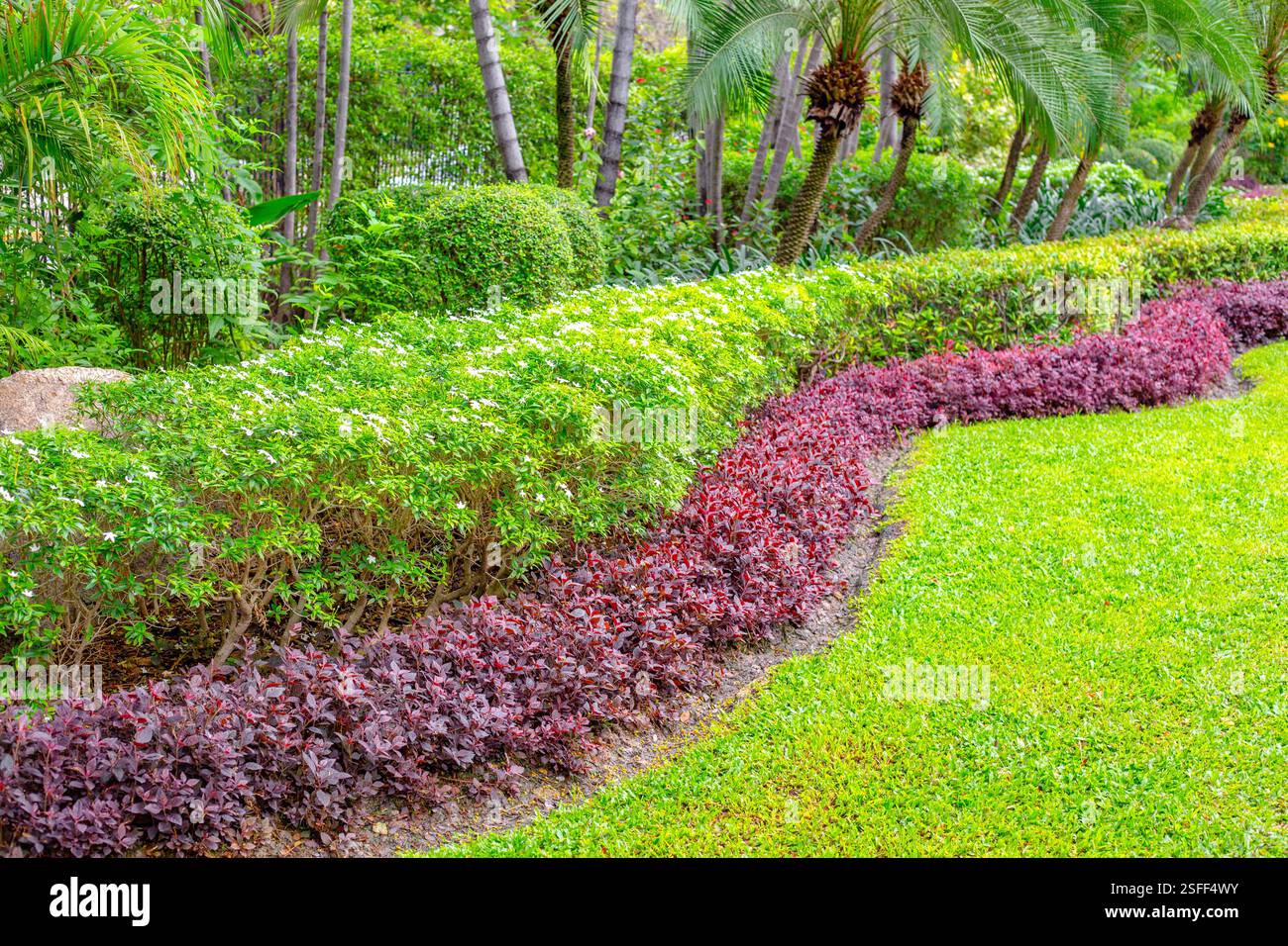 Landscape design of the city park. Green border of rows of various ...