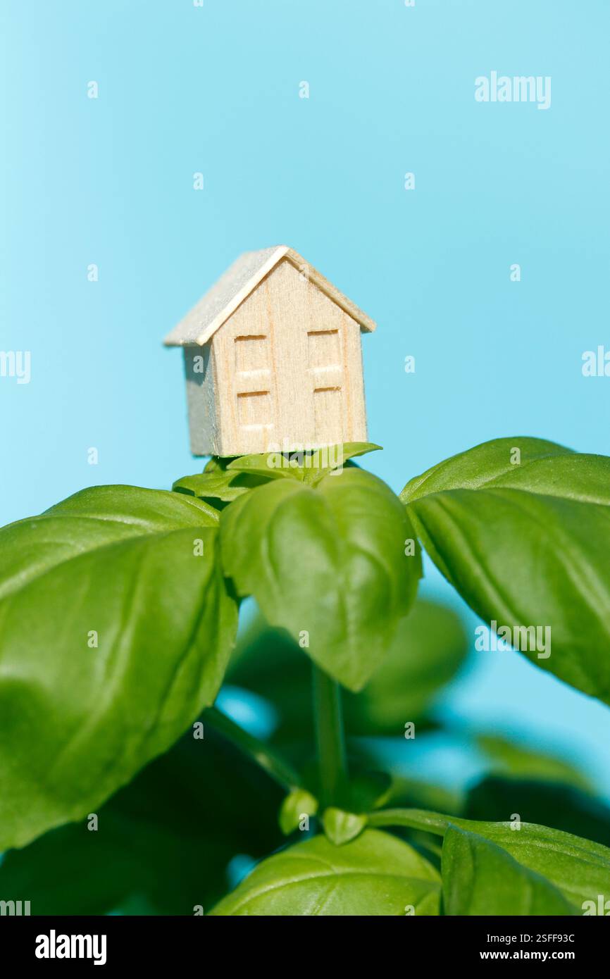 Model house on basil plant Stock Photo - Alamy