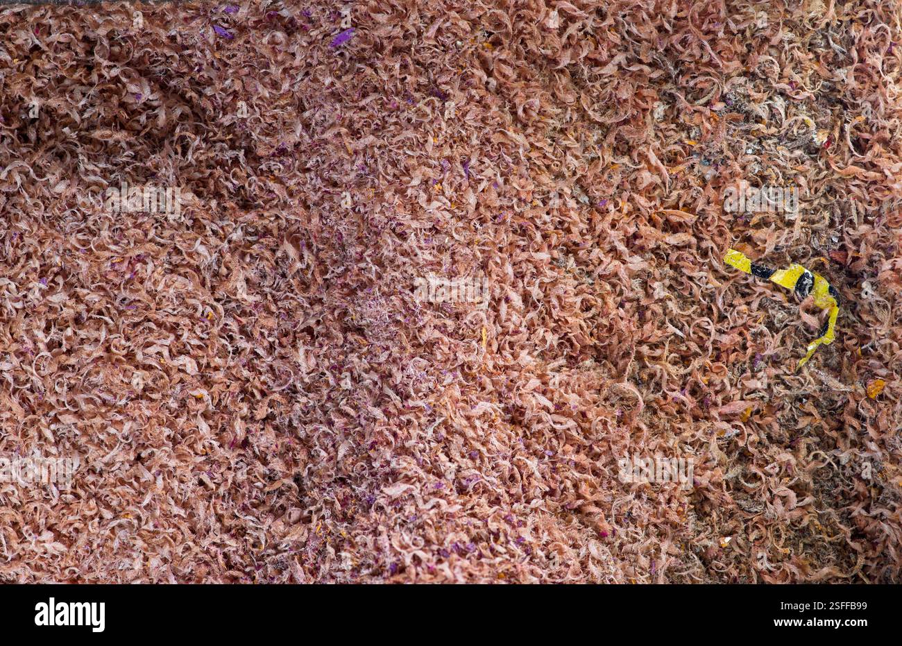 Shavings from sharpened pencil hi-res stock photography and images - Alamy