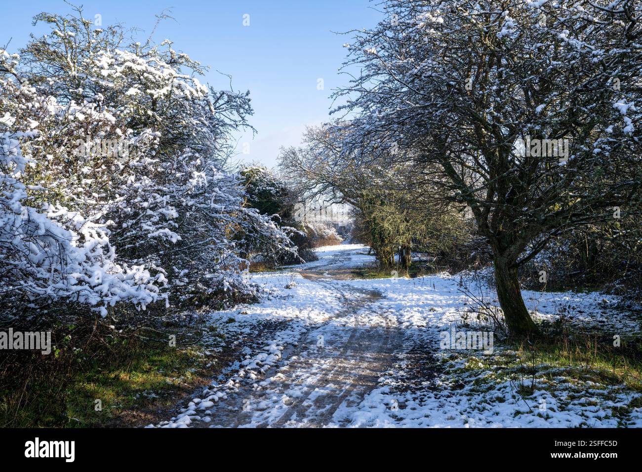 A snow covered path at the Devil's Dyke on the South Downs National ...