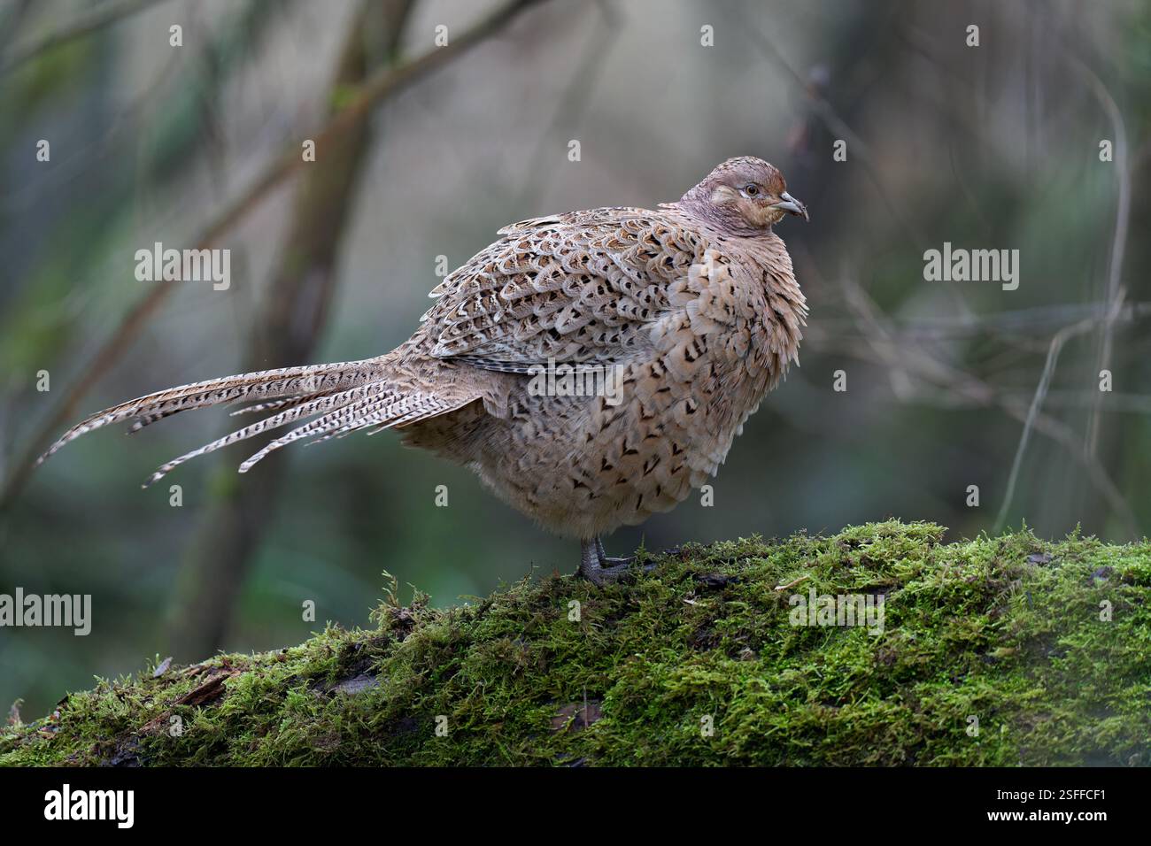 Ring necked pheasants hi-res stock photography and images - Alamy