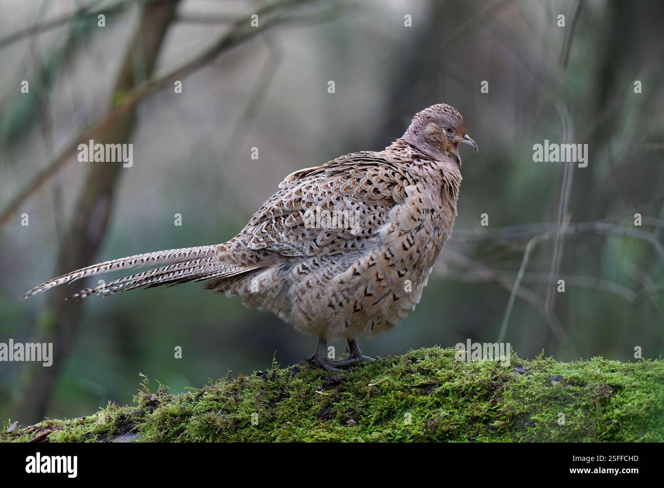 Female pheasant / Ring-necked pheasant (Phasianus colchicus) calling ...