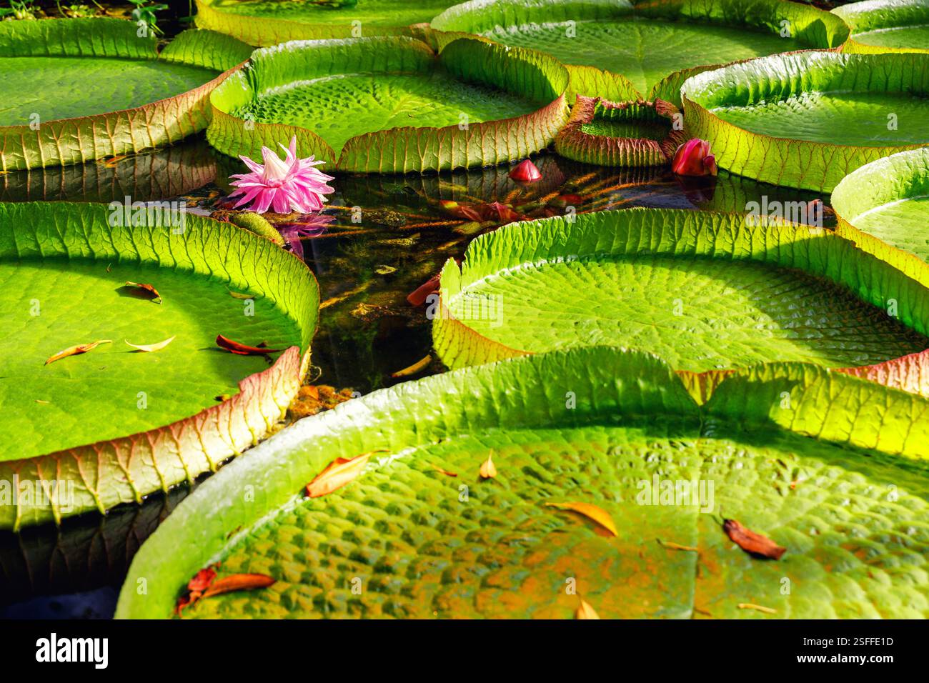 Close-up Victora Regia Amazonica giant water lily pads glow green ...