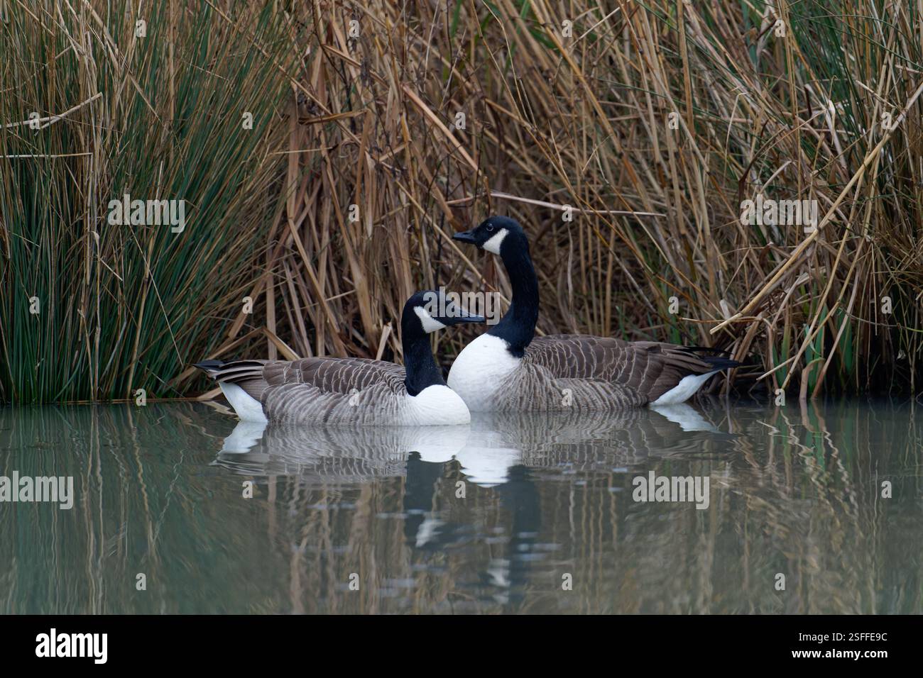 Pair of Canada Geese-Branta canadensis. Winter Stock Photo - Alamy