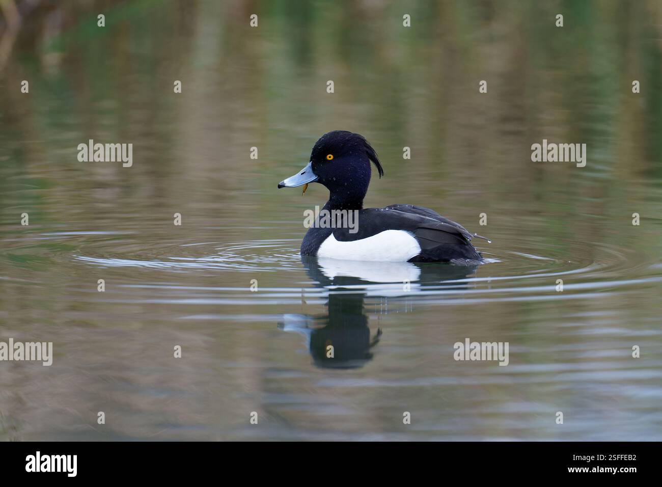Male tufted duck diving hi-res stock photography and images - Alamy