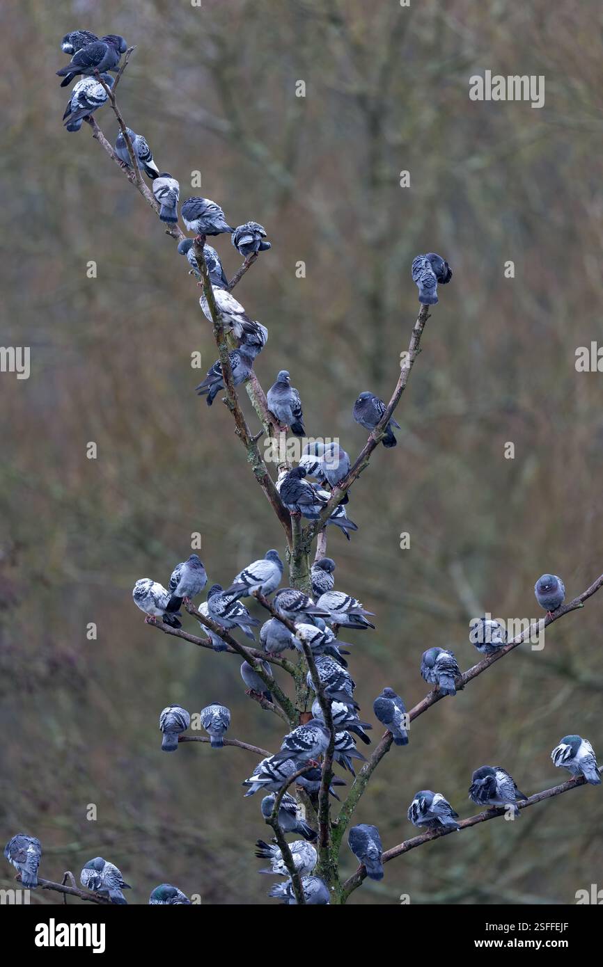 A loft of Feral Pigeons-Columba livia domestica perched in a tree ...