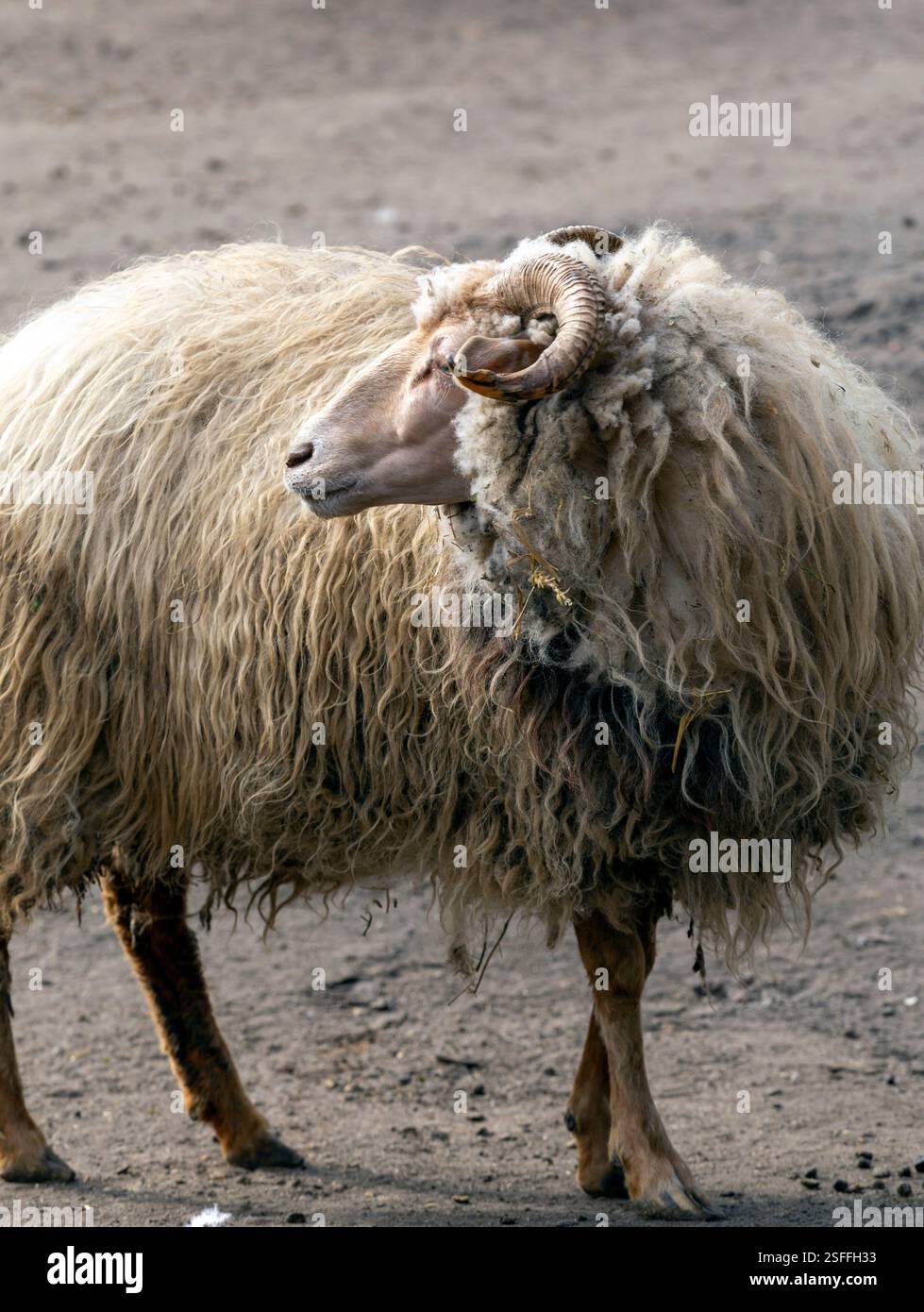 A distinctive sheep with a thick, curly coat and impressive horns stands in a grassy area. The ...