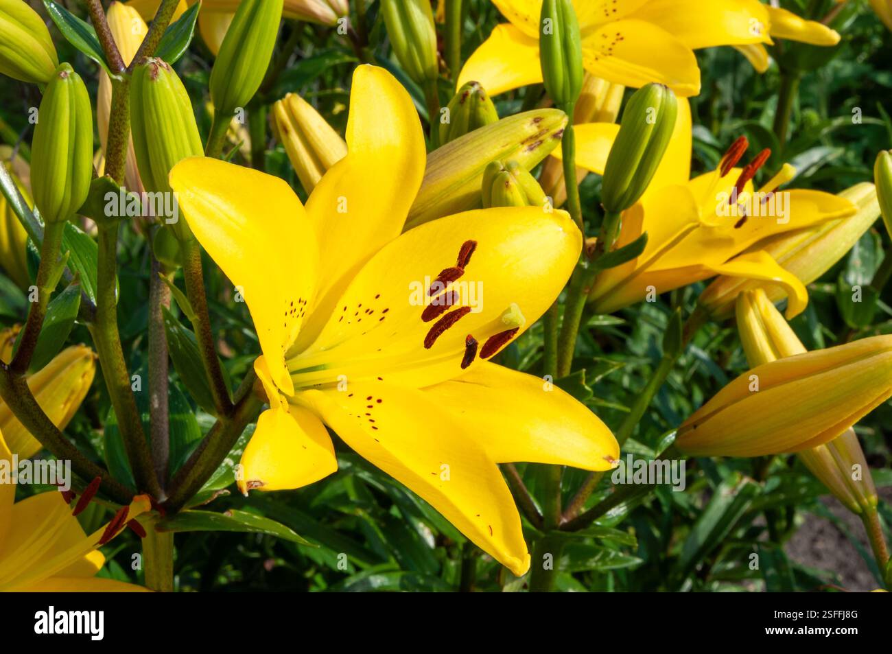 Large beautiful flowers of Lilium in a garden Stock Photo - Alamy