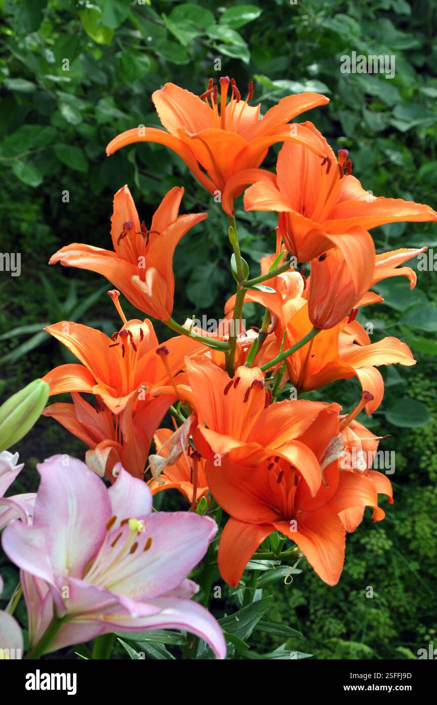 Large beautiful flowers of Lilium in a garden Stock Photo - Alamy