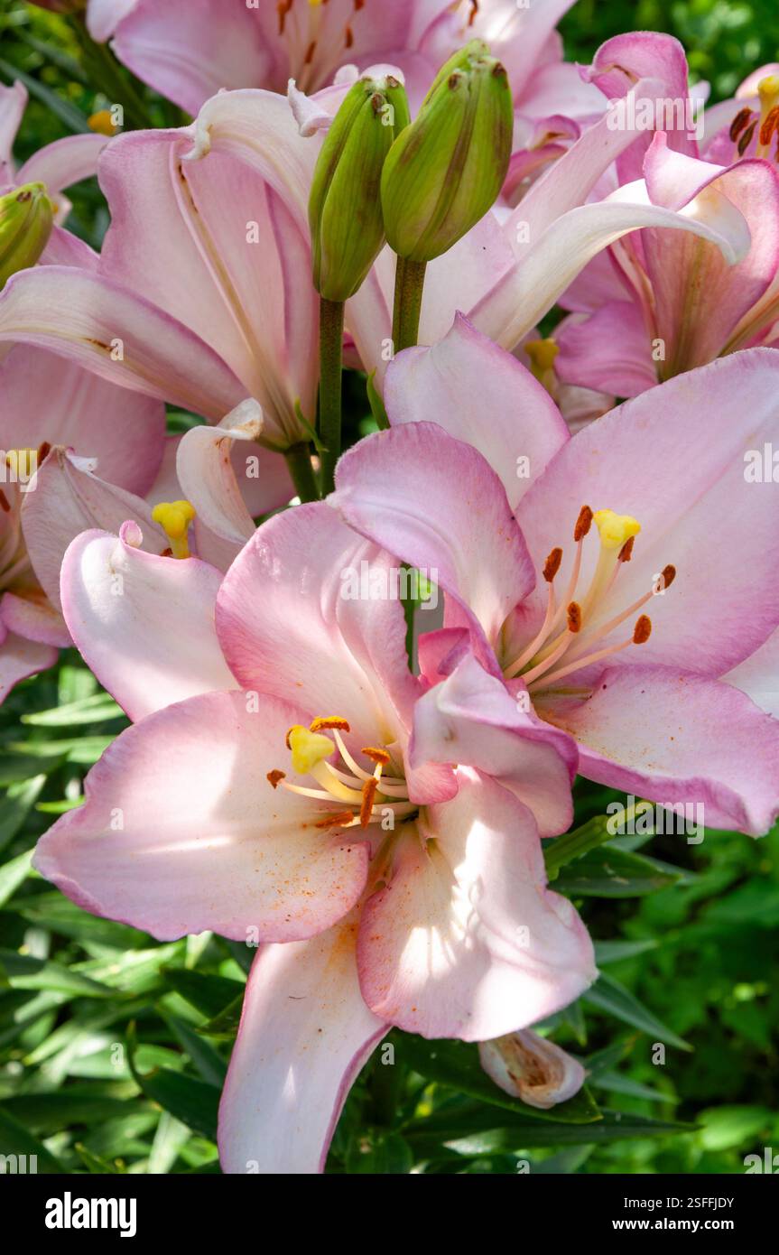 Large beautiful flowers of Lilium in a garden Stock Photo - Alamy