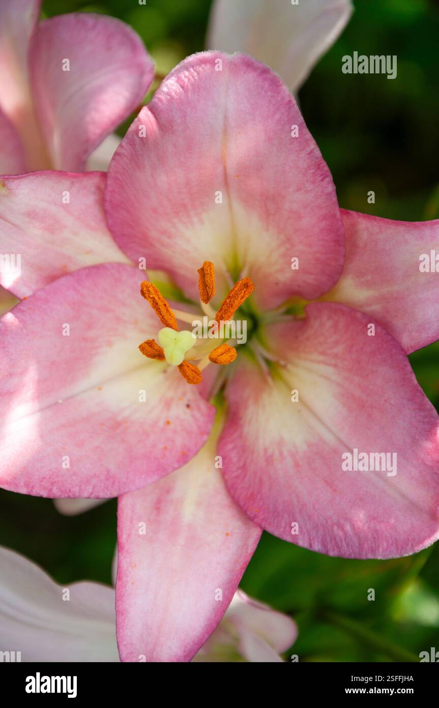 Large beautiful flowers of Lilium in a garden Stock Photo - Alamy