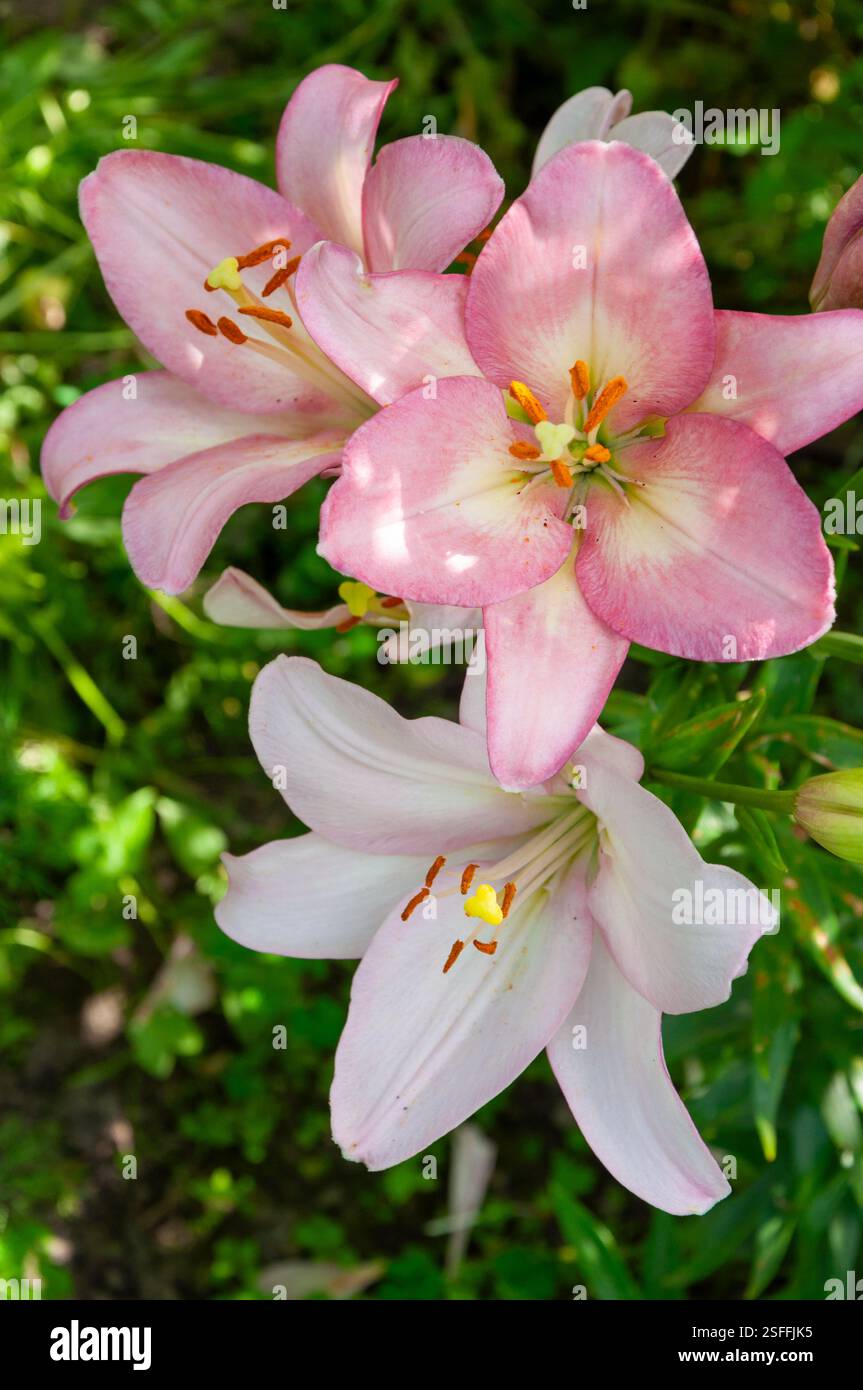 Large beautiful flowers of Lilium in a garden Stock Photo - Alamy