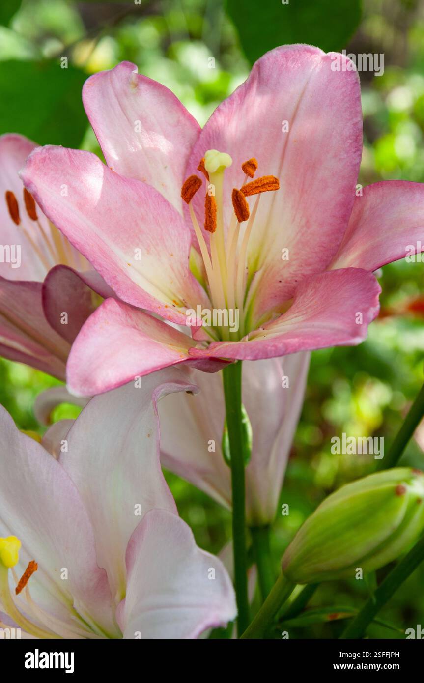Large beautiful flowers of Lilium in a garden Stock Photo - Alamy