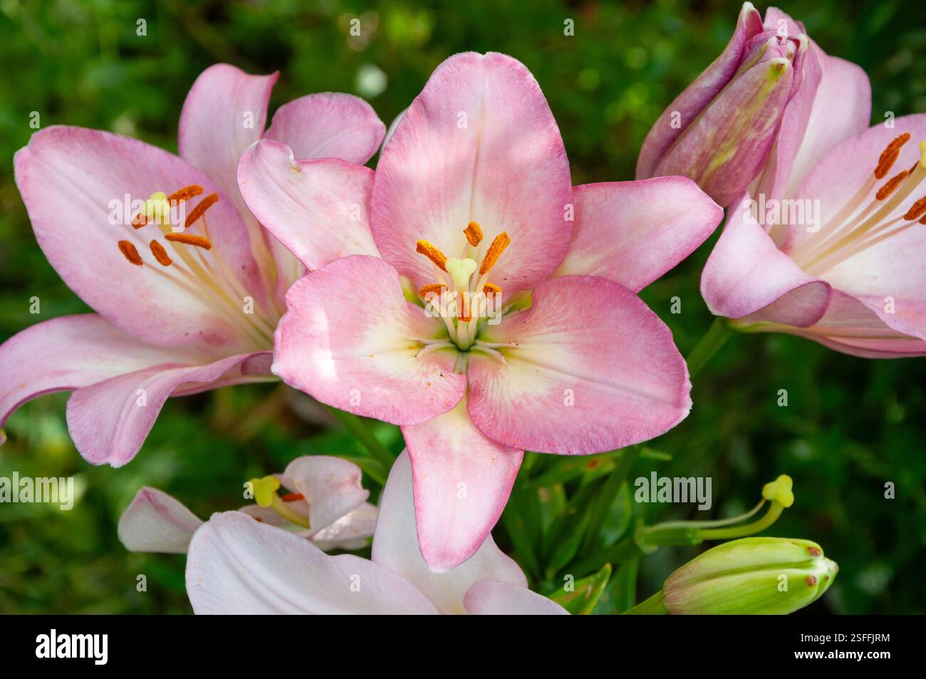 Large beautiful flowers of Lilium in a garden Stock Photo - Alamy