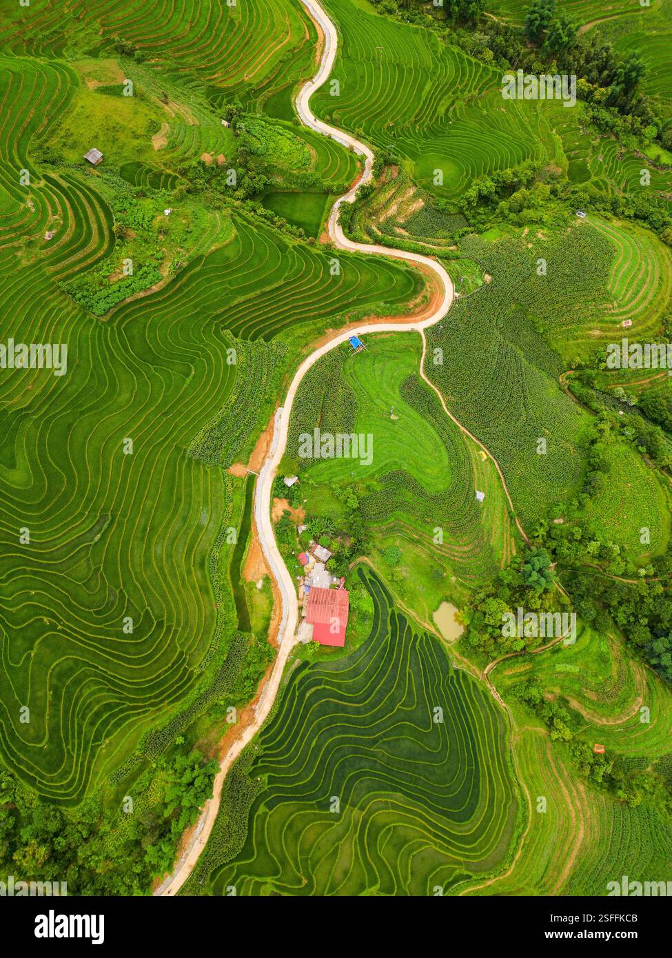 Aerial perspective of vibrant rice terraces in Sapa, Vietnam. A winding ...