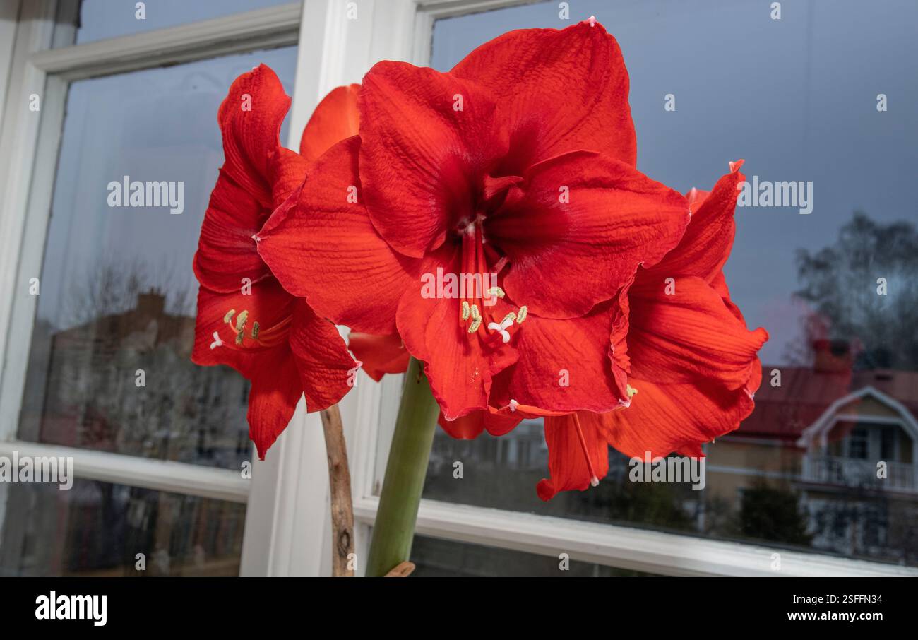Amaryllis family of flowers hi-res stock photography and images - Alamy