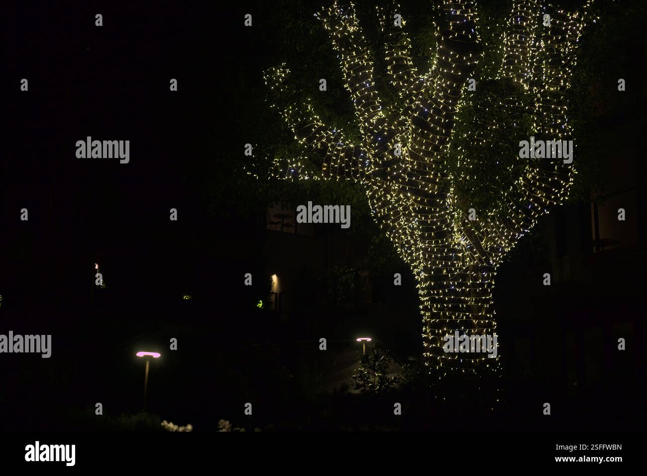 Tree trunk wrapped with lights at night Stock Photo - Alamy