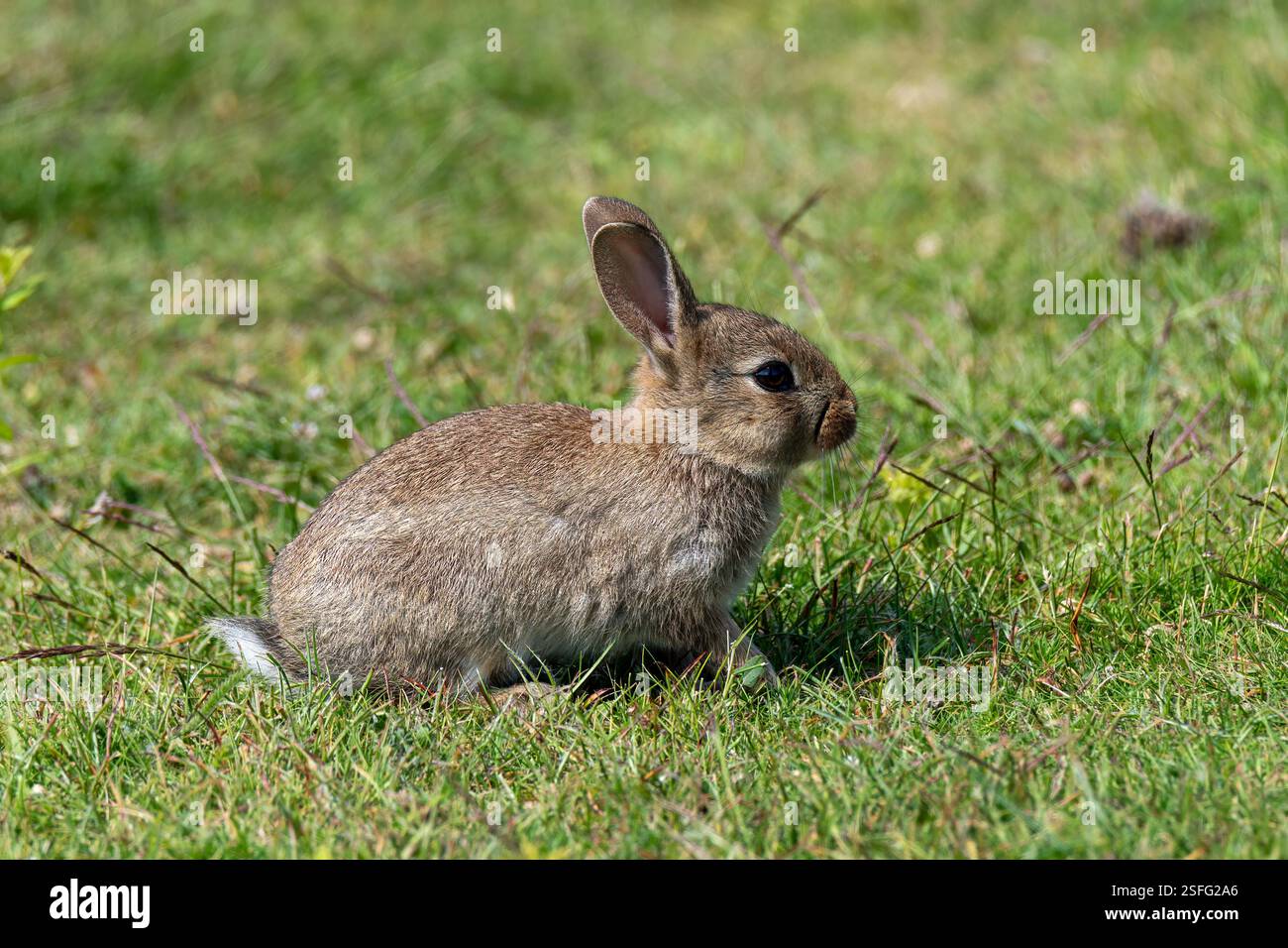 Sunny weather enhances hi-res stock photography and images - Alamy