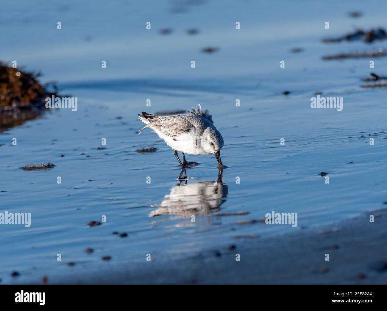 A sanderling bird is intently searching for food along the wet sand of ...