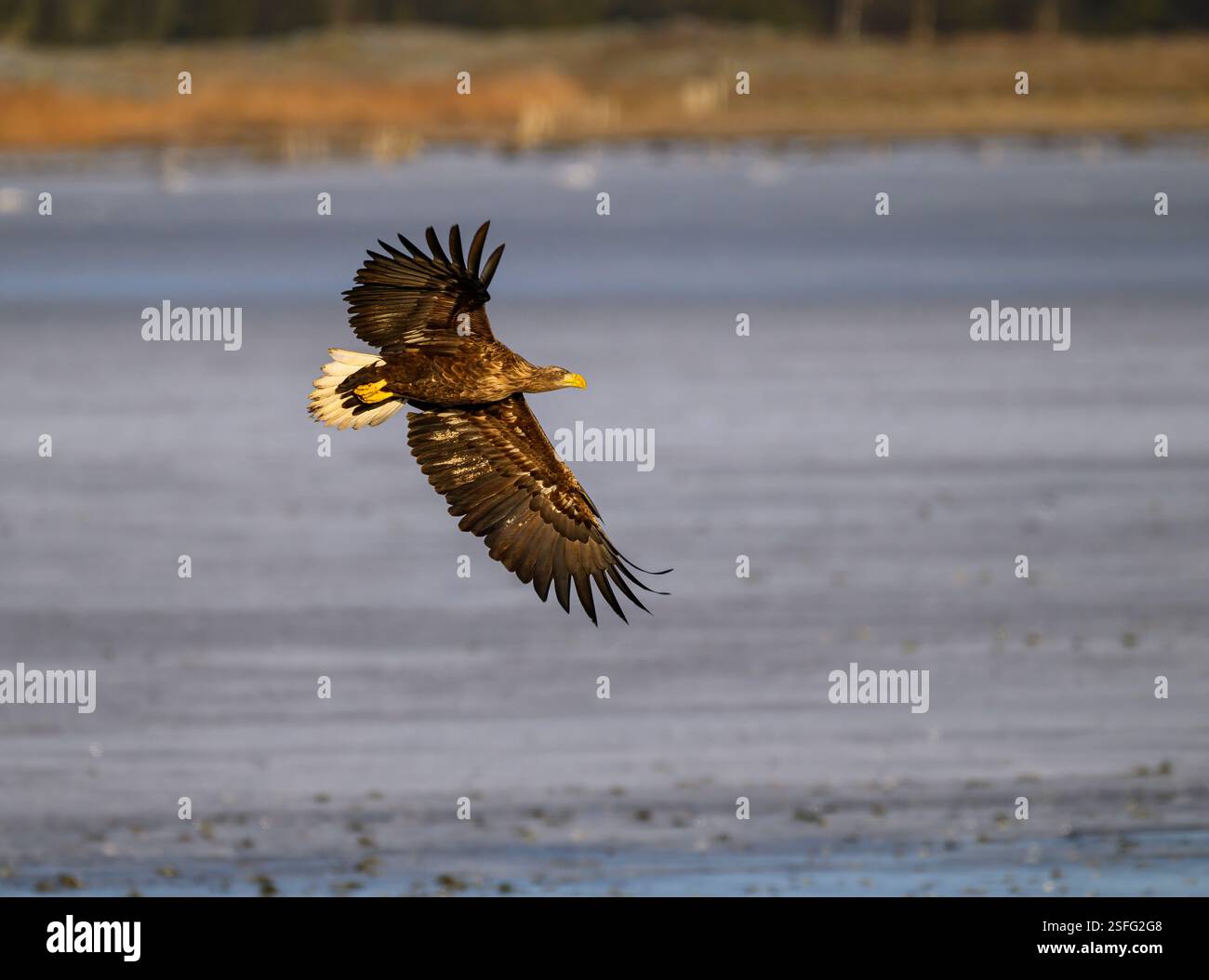 An white-tailed eagle gracefully glides across a calm body of water ...
