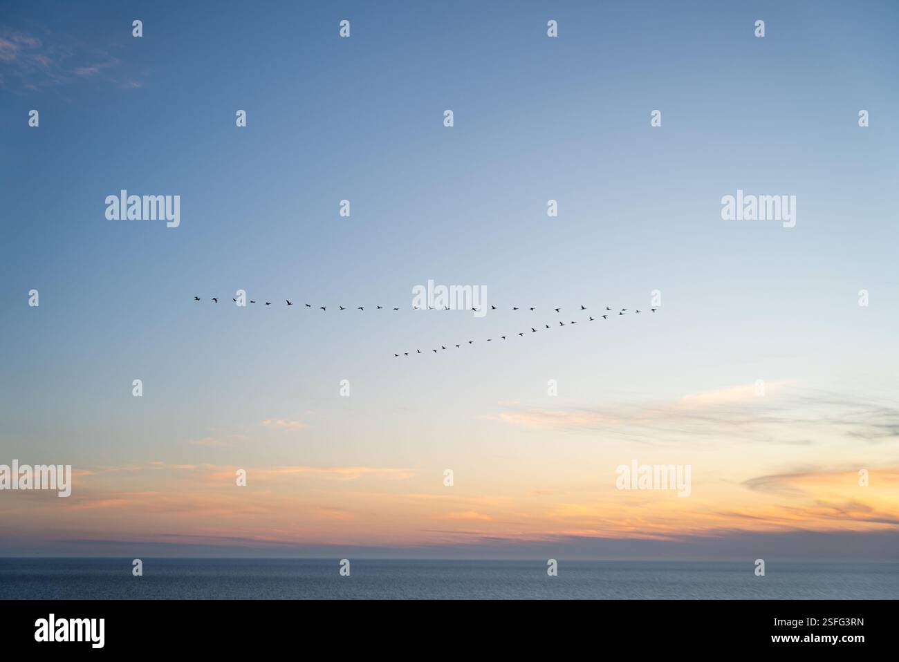 Large flock of birds flying away into the distance. Migratory birds ...