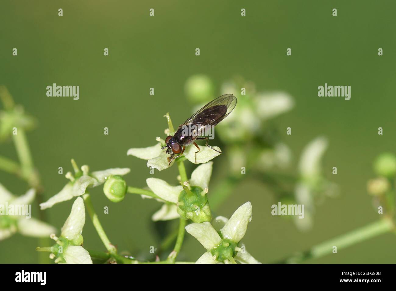 Close up female hoverfly Platycheirus albimanus, family Syrphidae on ...