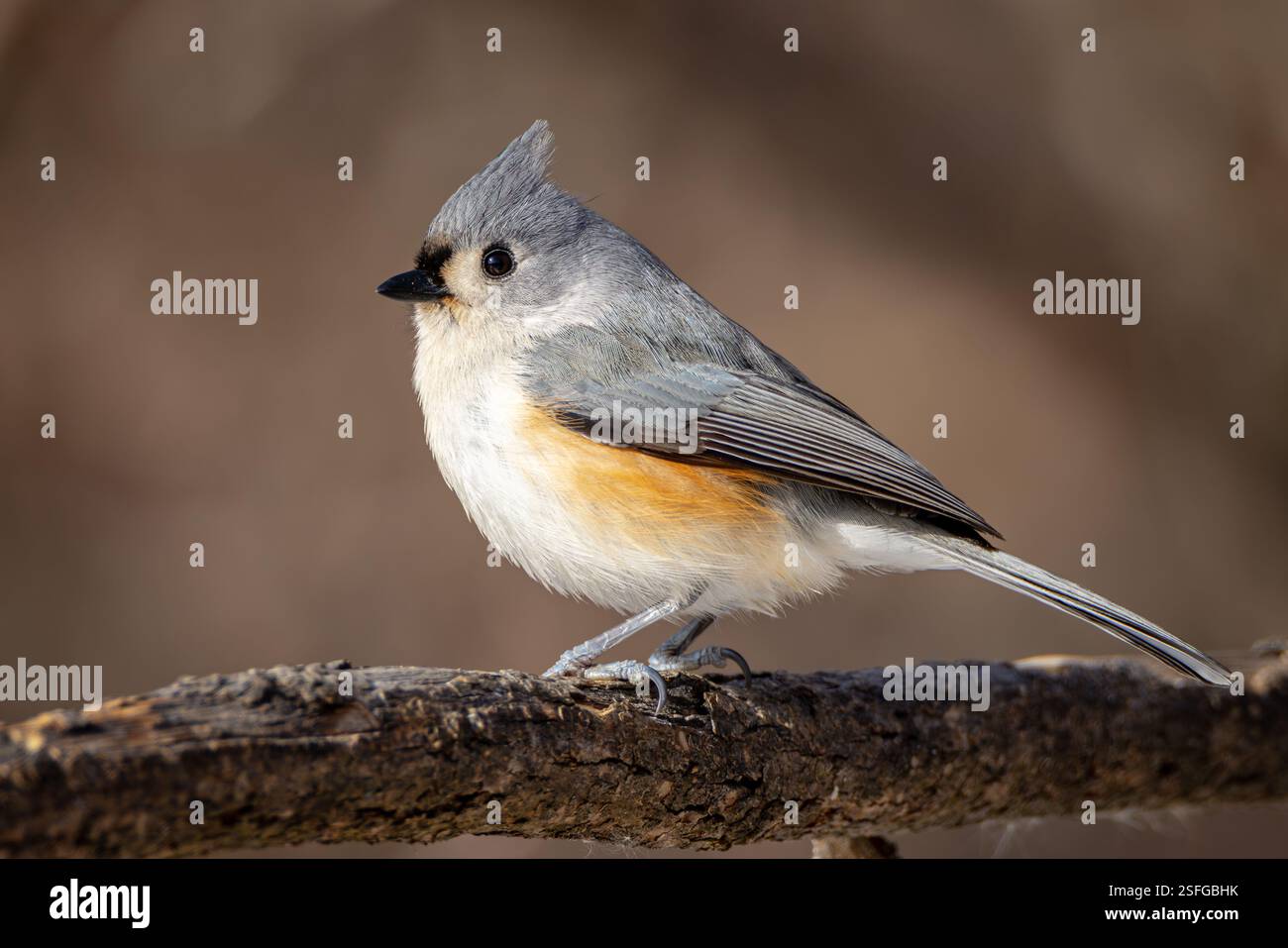 up close a male tufted titmouse resting on a branch Stock Photo - Alamy