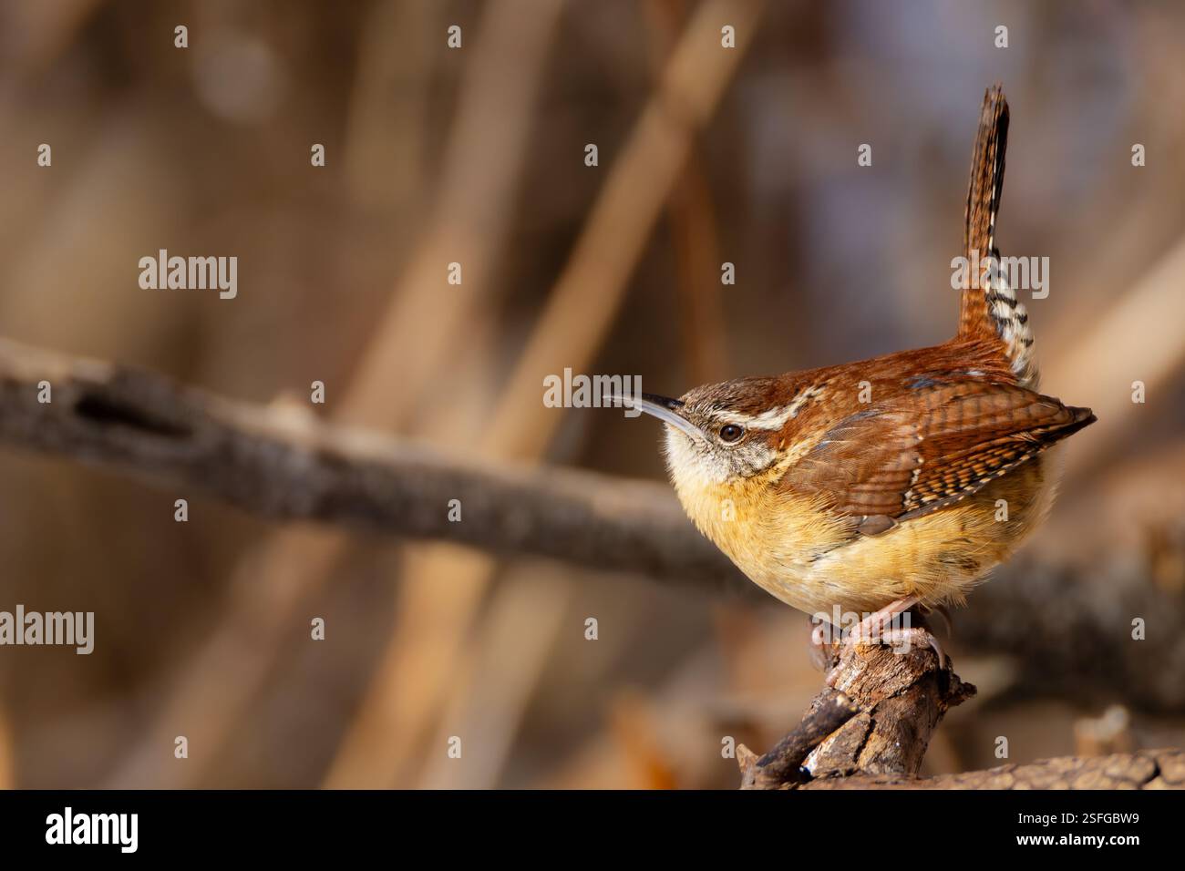 Birds north carolina america hi-res stock photography and images - Alamy