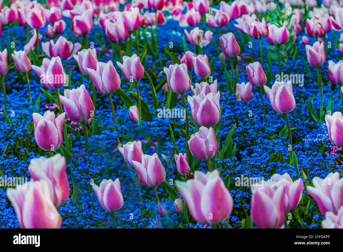 Awe tulip Rare variety of tulips - dark red (almost black tulips ...