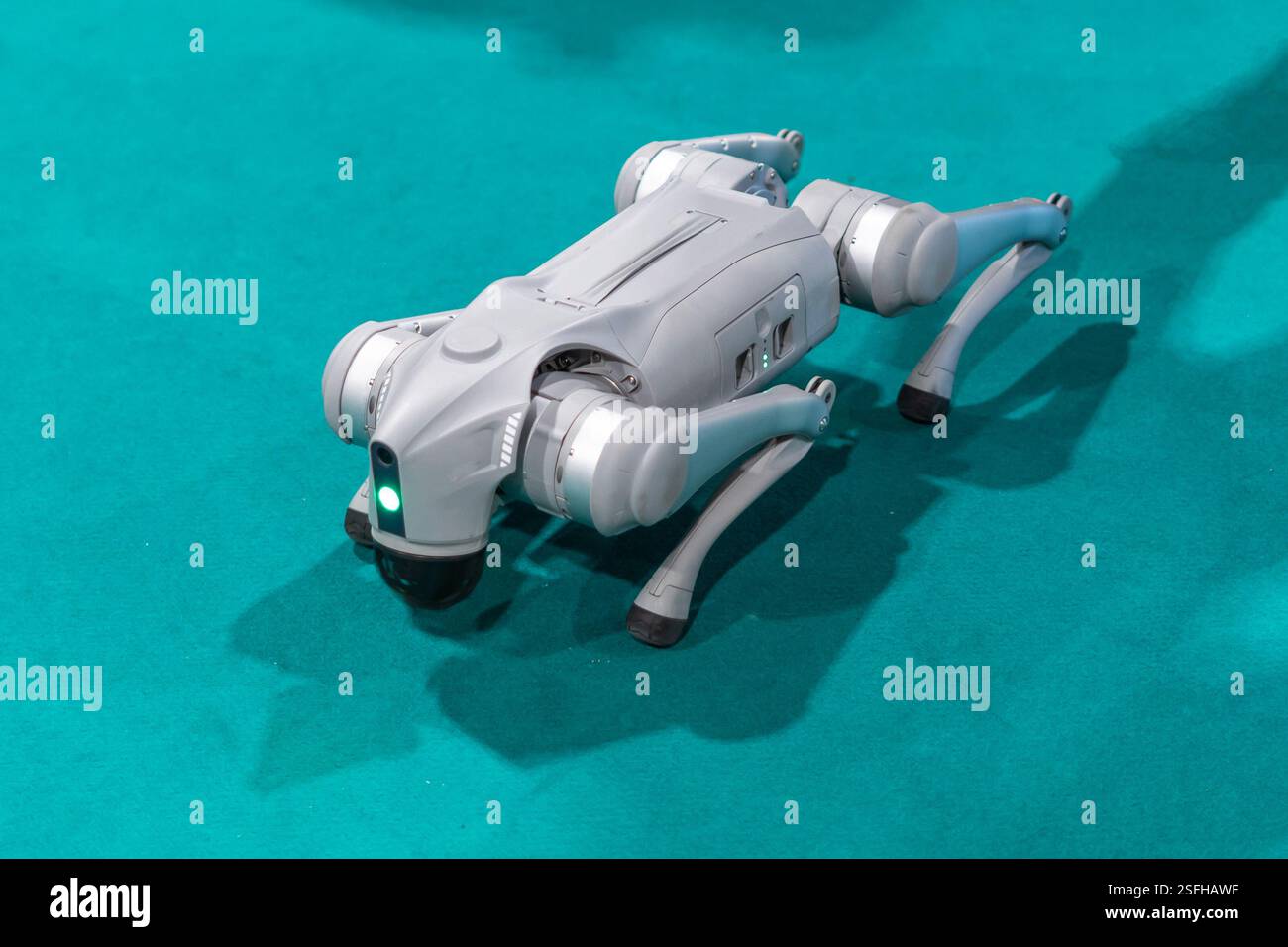 Gray quadruped robotic dog with visible jointed legs, standing on a ...