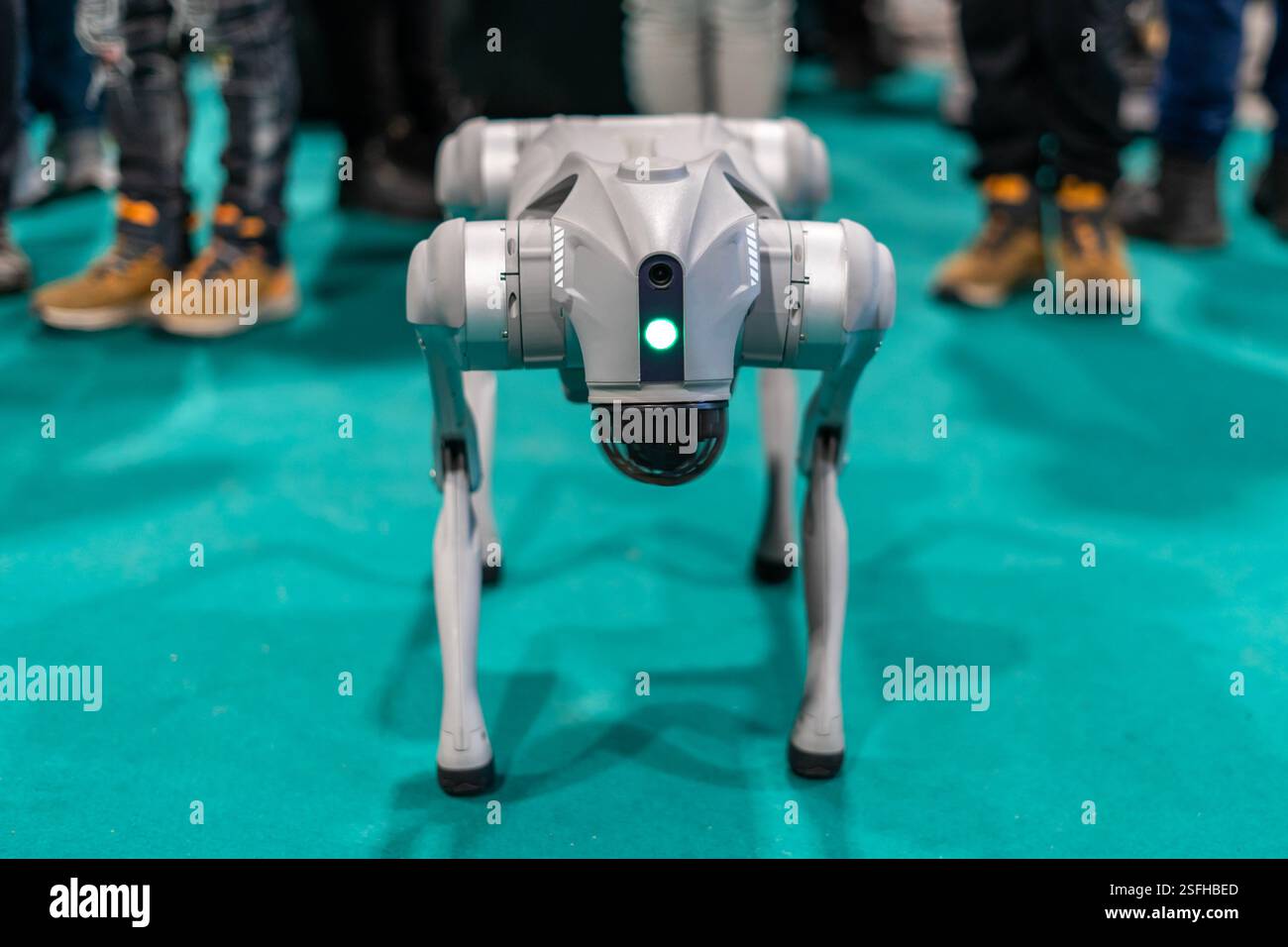 Gray quadruped robotic dog with visible jointed legs, standing on a ...