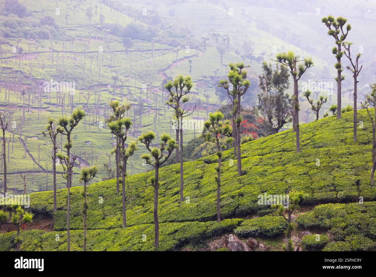 Tea Plantations near Ooty in Nilgiris district inthe state of Tamil ...