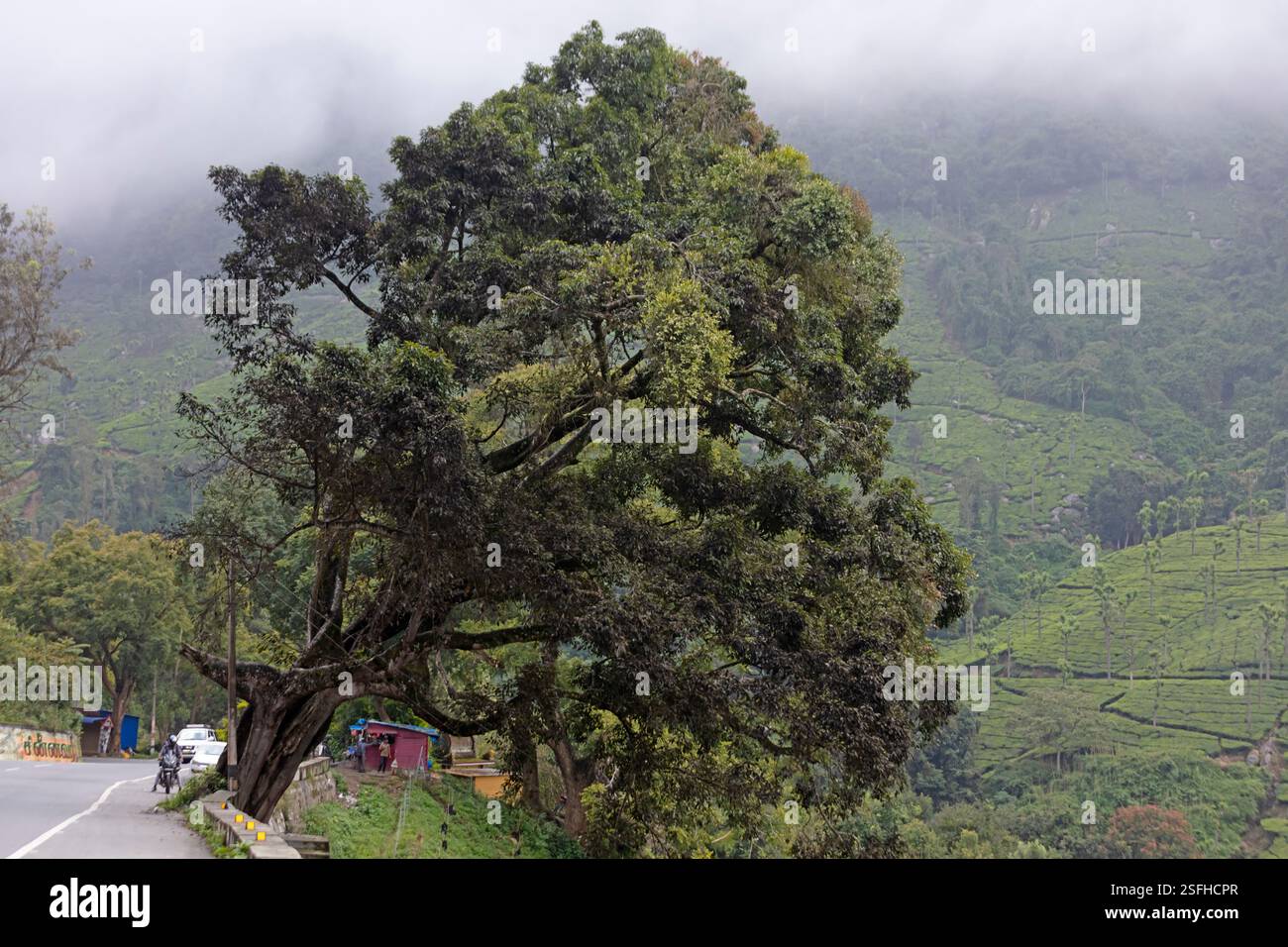 Tea Plantations near Ooty in Nilgiris district inthe state of Tamil ...